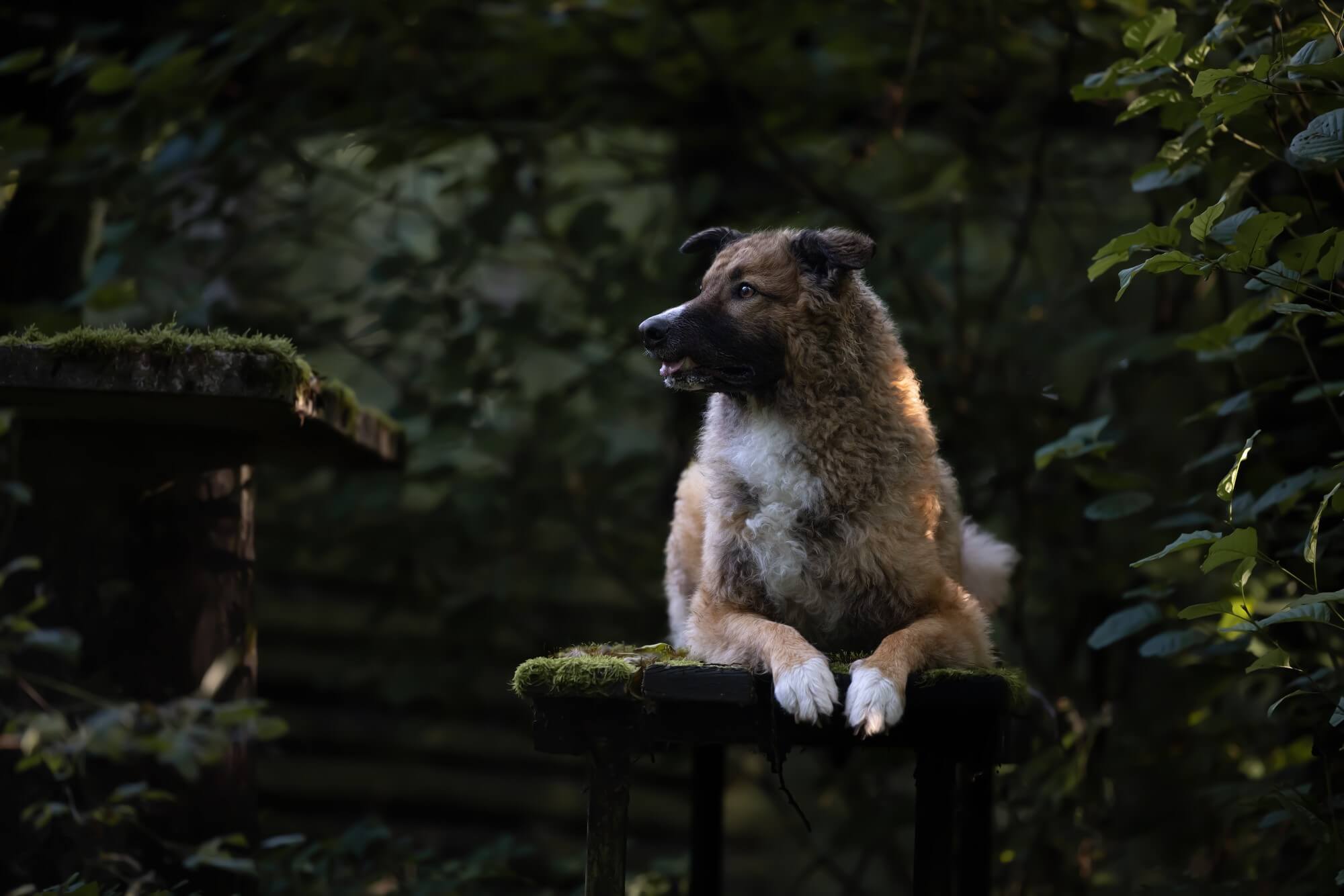 Die Entstehungsgeschichte von dogs-guard: Innovation für glückliche Hunde!