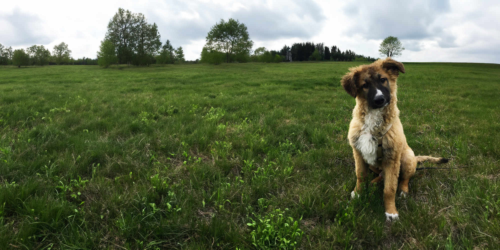 Die Entstehungsgeschichte von dogs-guard: Innovation für glückliche Hunde!