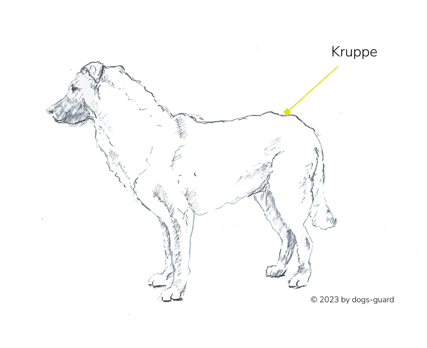 Entdecke dogs-guard - deine Lösung für ein stressfreies Hundeleben!
